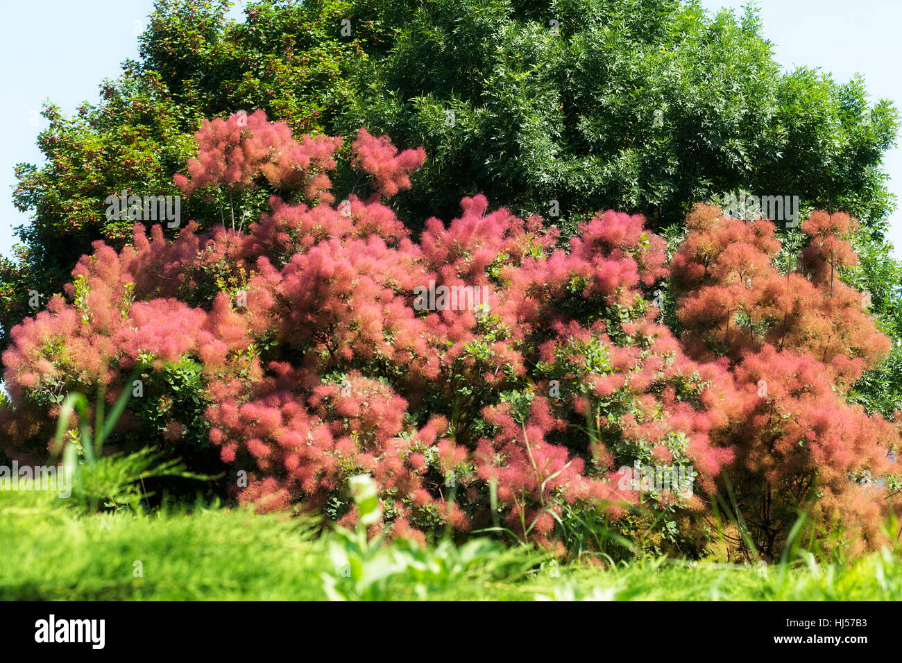red fluffy bush in front of green tree in nature, note shallow depth of ...