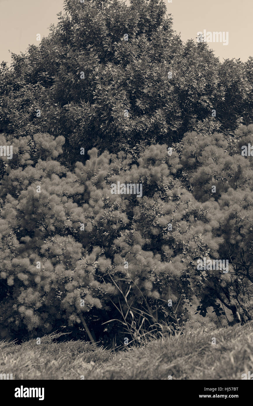 red fluffy bush in front of green tree in nature, note shallow depth of ...