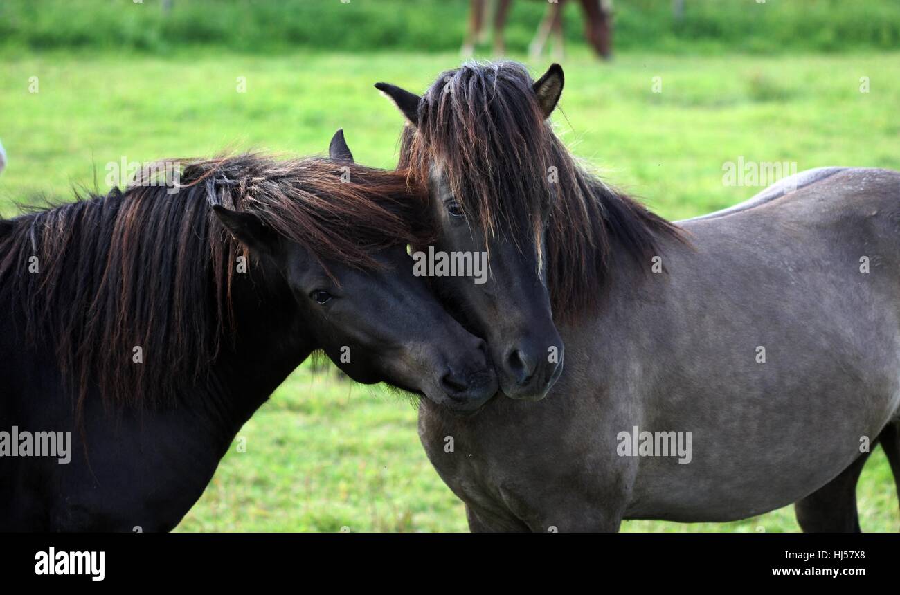 Cuddle cuddling ponies hi-res stock photography and images - Alamy
