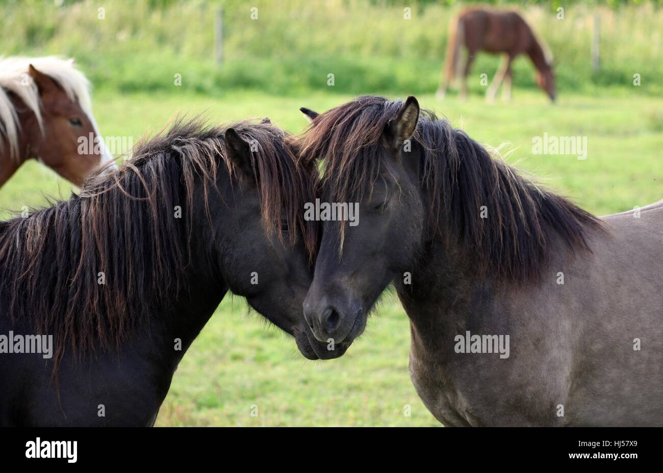 Cuddle cuddling ponies hi-res stock photography and images - Alamy