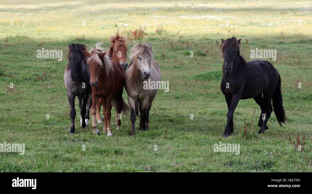 iceland ponies in the group Stock Photo - Alamy