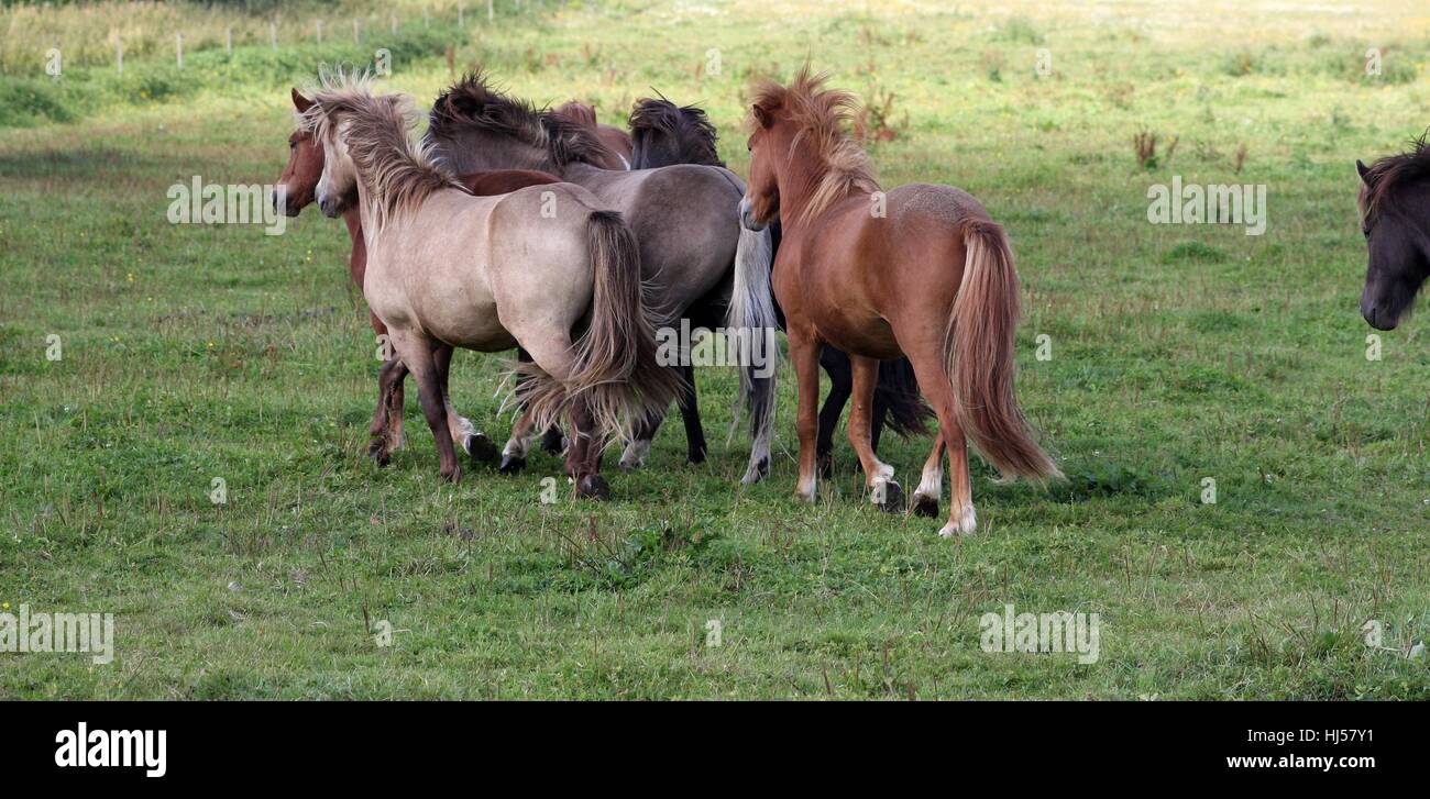 Cuddle cuddling ponies hi-res stock photography and images - Alamy