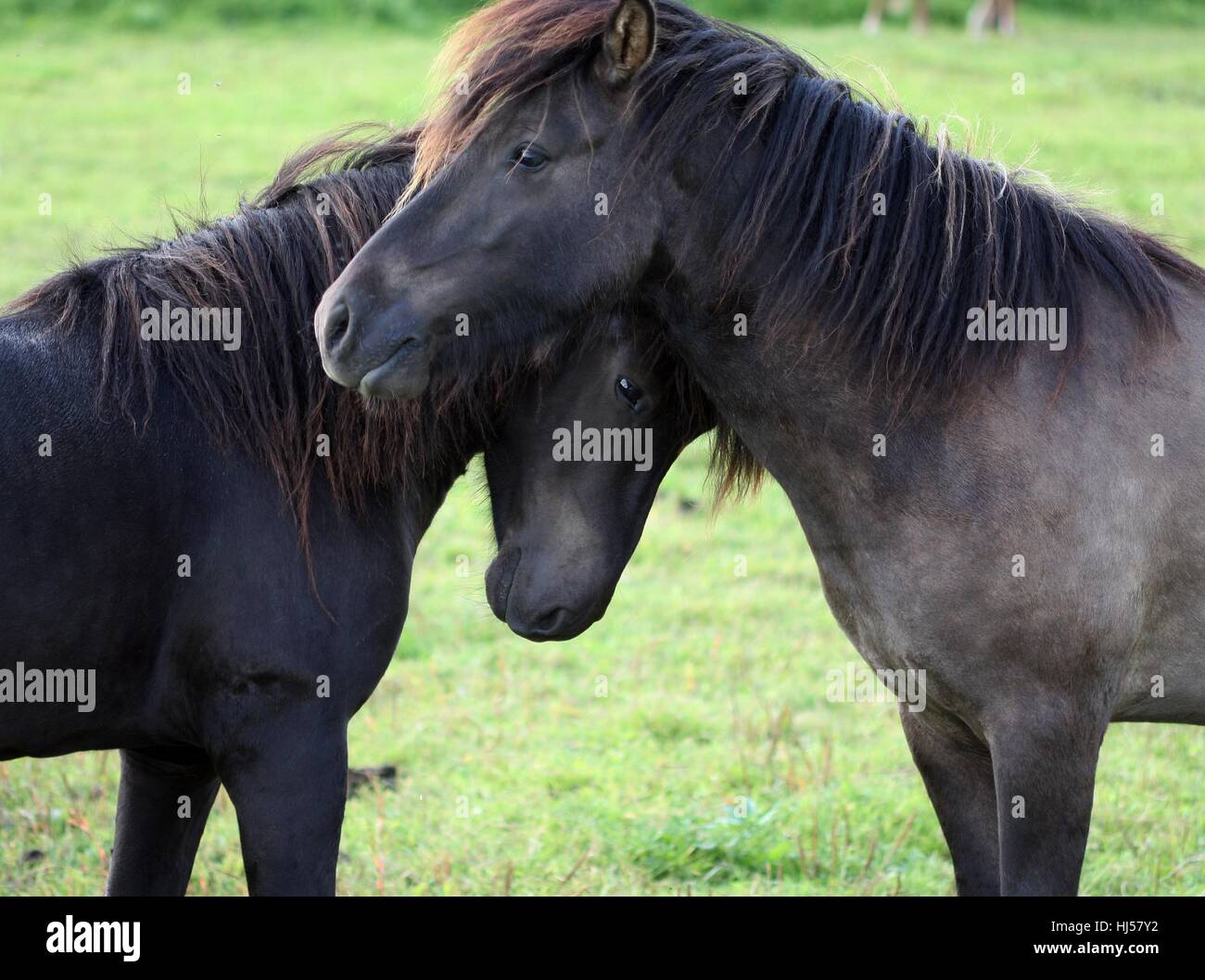 Cuddle cuddling ponies hi-res stock photography and images - Alamy