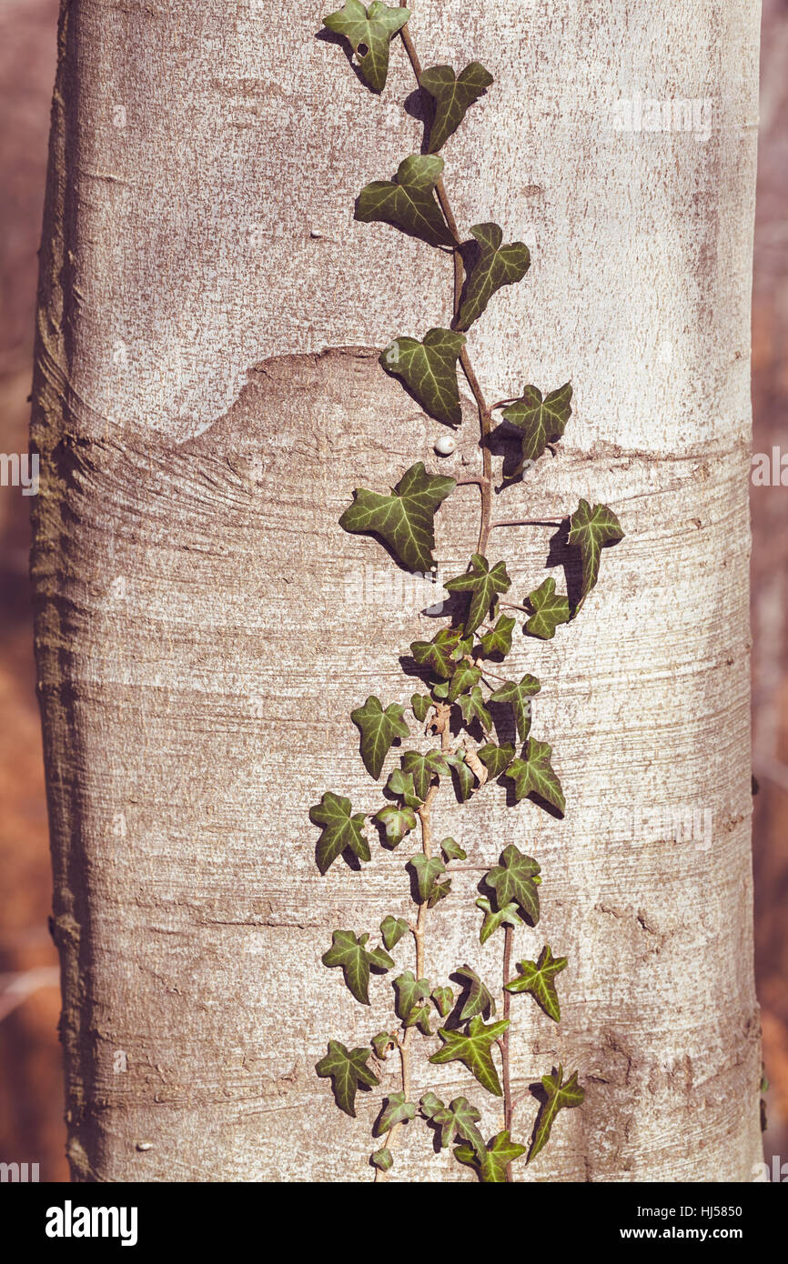 wild tree-creeper on the tree in nature, note shallow depth of field ...