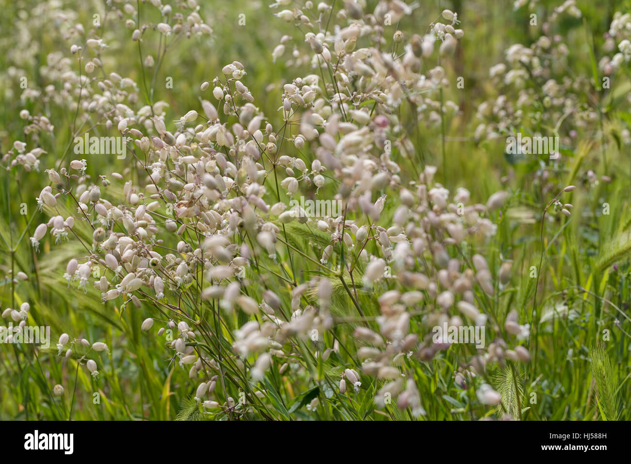 plant from the carnation family in nature, note shallow depth of field ...