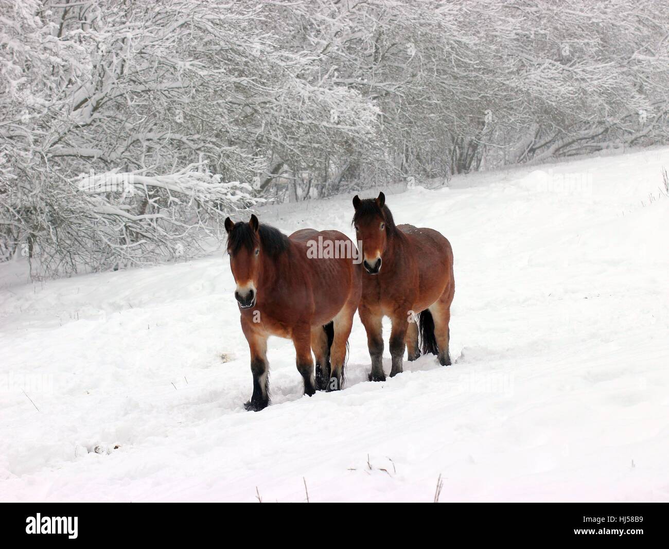 two draft horses in snow Stock Photo - Alamy