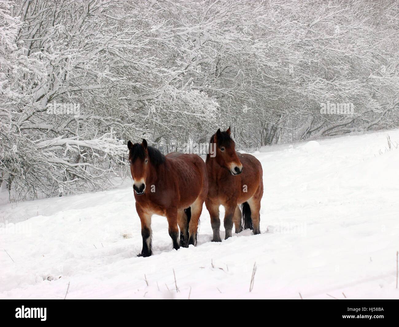two draft horses in snow Stock Photo - Alamy