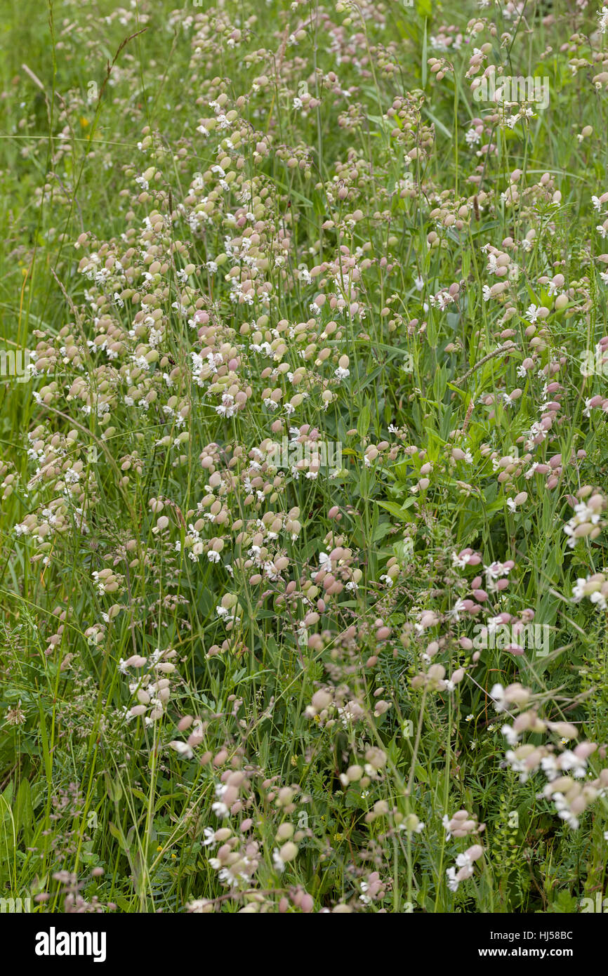 plant from the carnation family in nature, note shallow depth of field ...