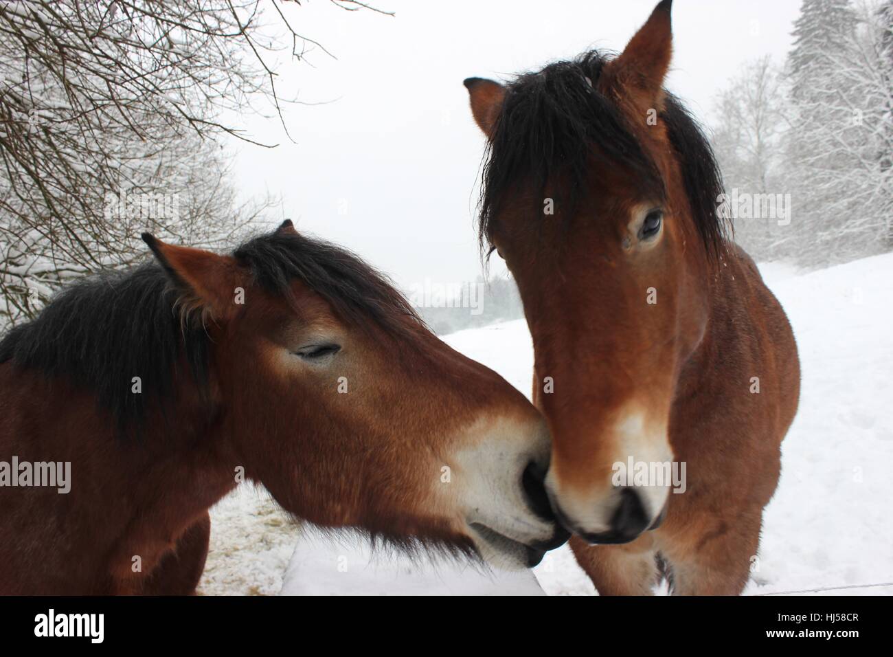 two draft horses in snow Stock Photo - Alamy