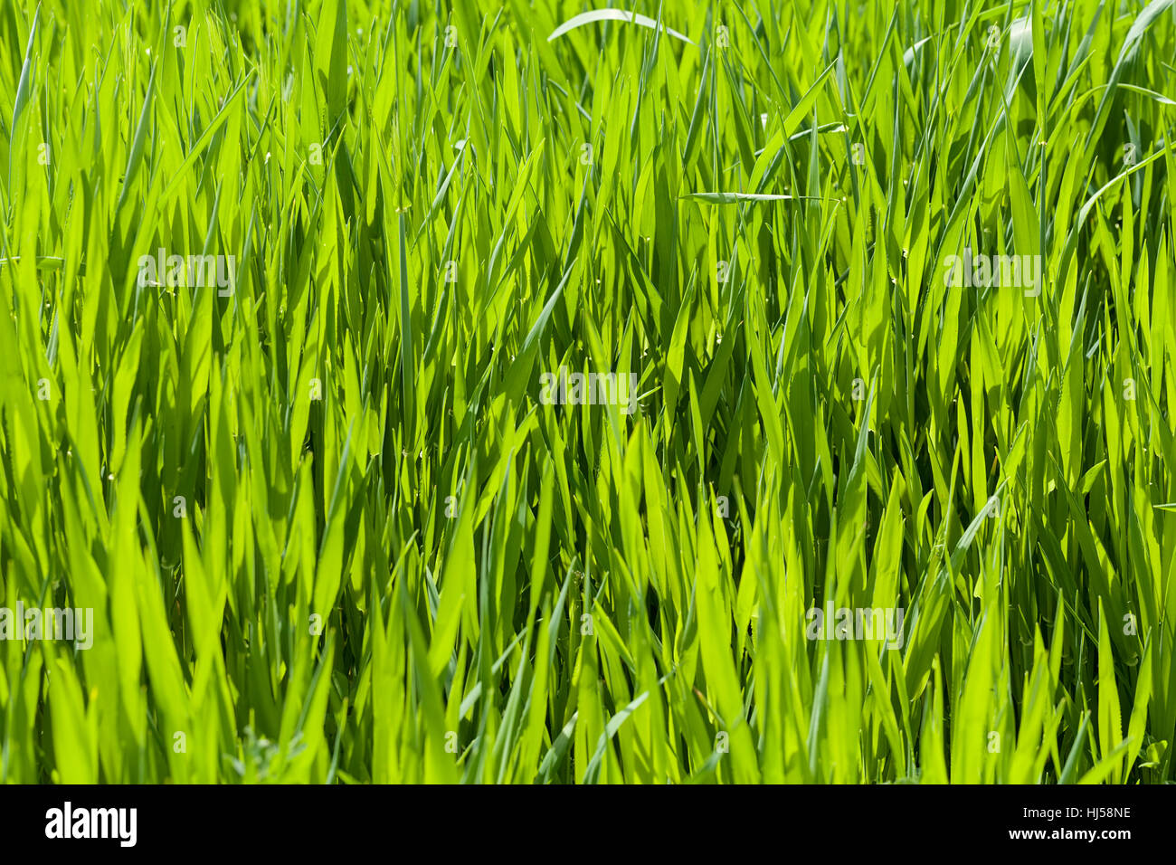 tall green grass in the spring, note shallow depth of field Stock Photo ...