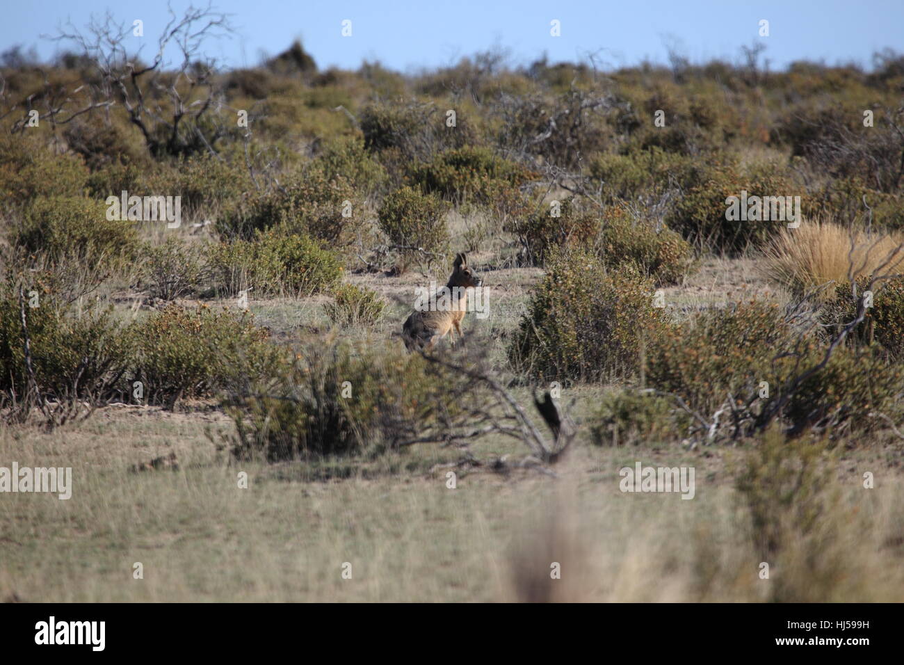 Maras chile hi-res stock photography and images - Alamy