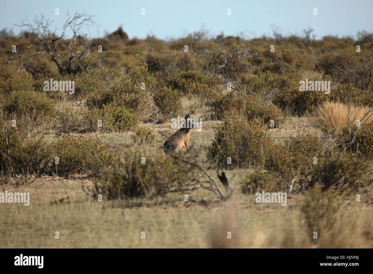 Maras chile hi-res stock photography and images - Alamy