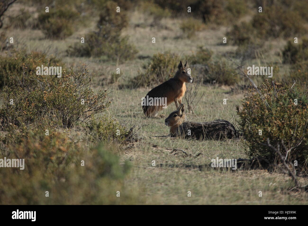 Maras chile hi-res stock photography and images - Alamy