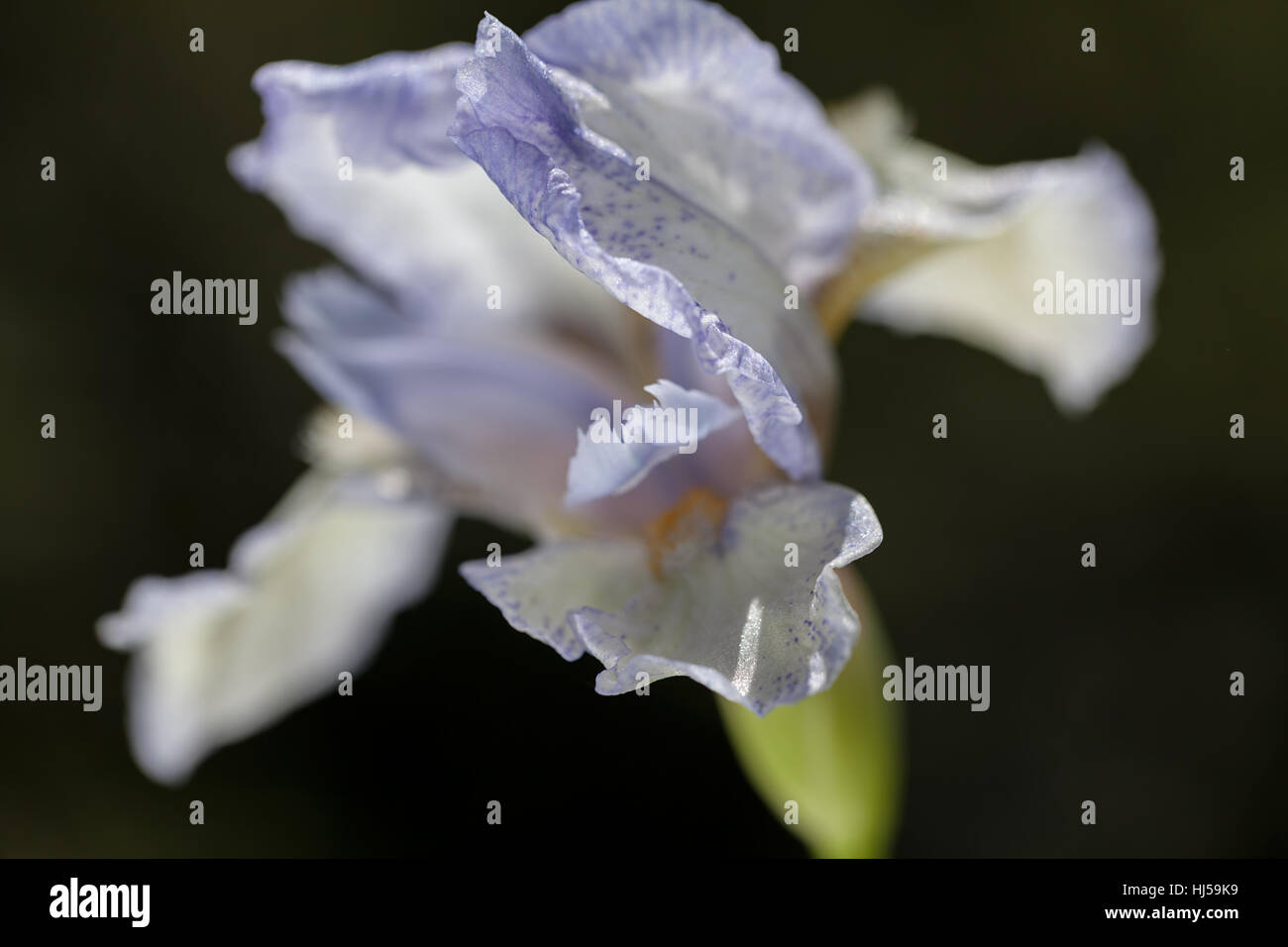 light blue iris flower on the dark background, note shallow depth of ...