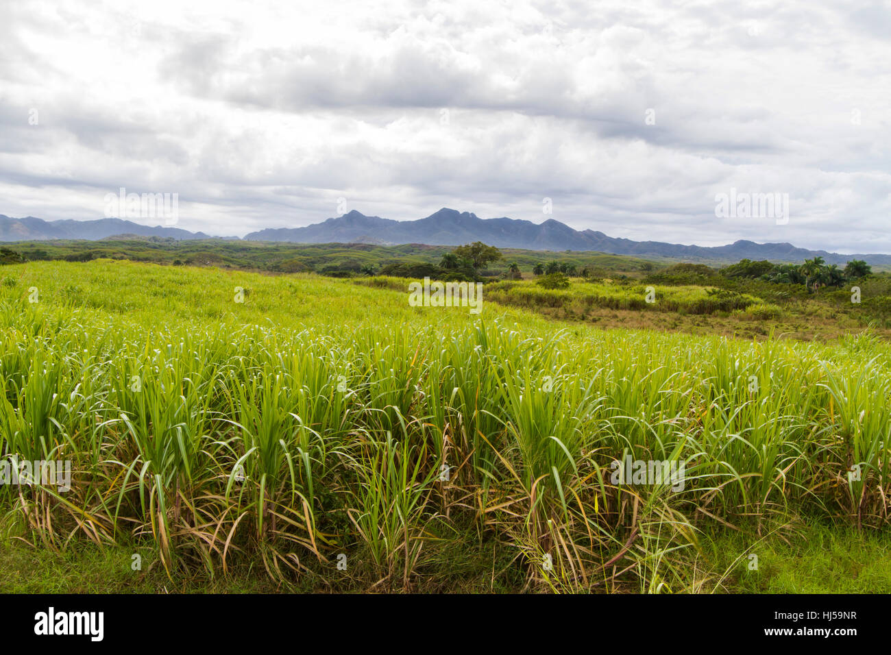 sugar plantation in cuba Stock Photo - Alamy