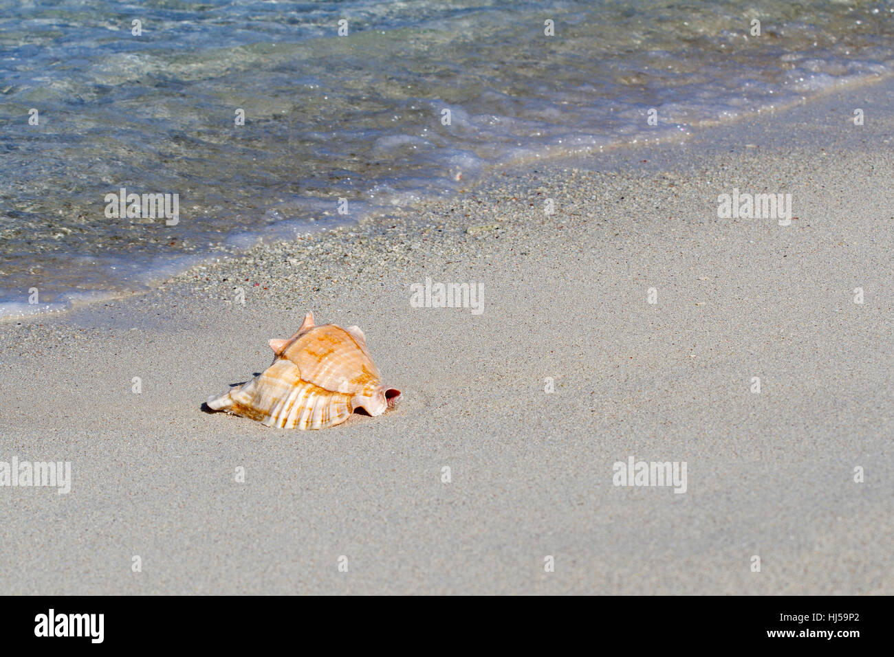 conch on the beach Stock Photo - Alamy