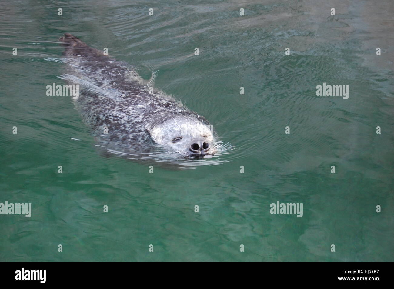 See robbe hi-res stock photography and images - Alamy