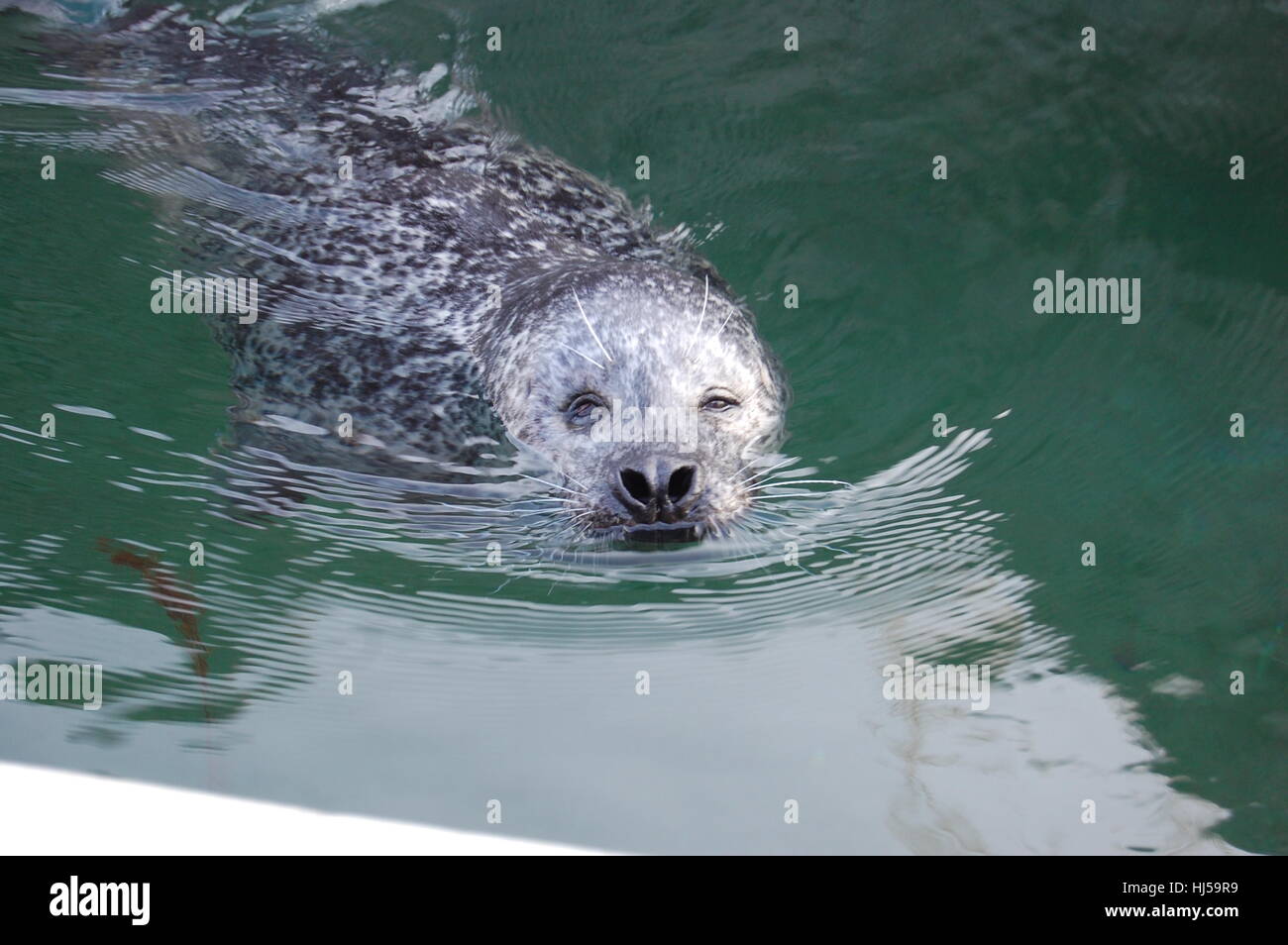 See robbe hi-res stock photography and images - Alamy