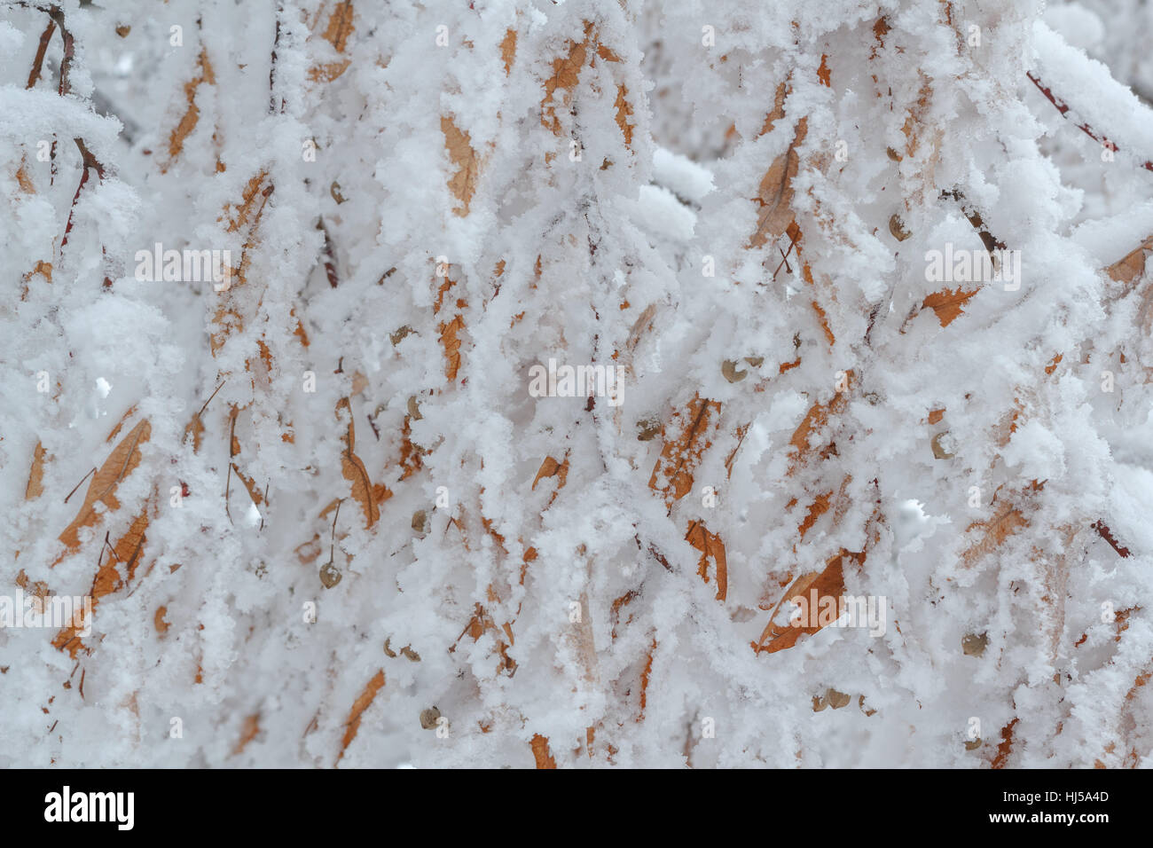 winter, backdrop, background, tree, horizon, space, winter, snow, coke ...