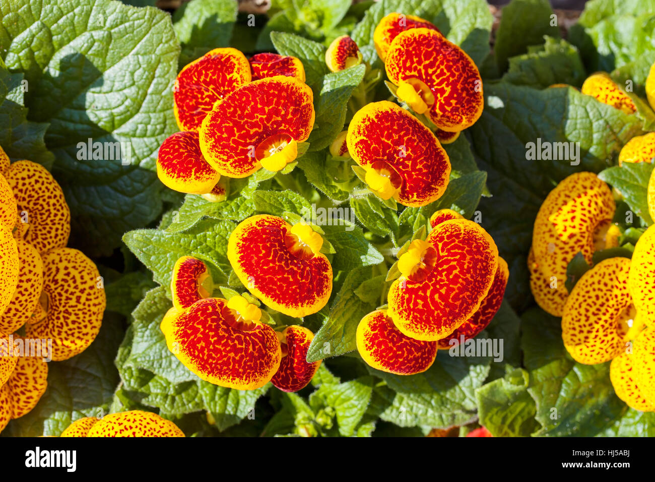 a lot of flowers of red house plant calceolaria, note shallow depth of ...