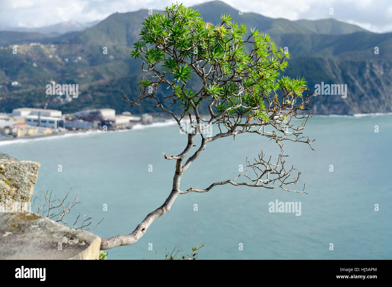 environment, enviroment, tree, genoa, salt water, sea, ocean, water ...