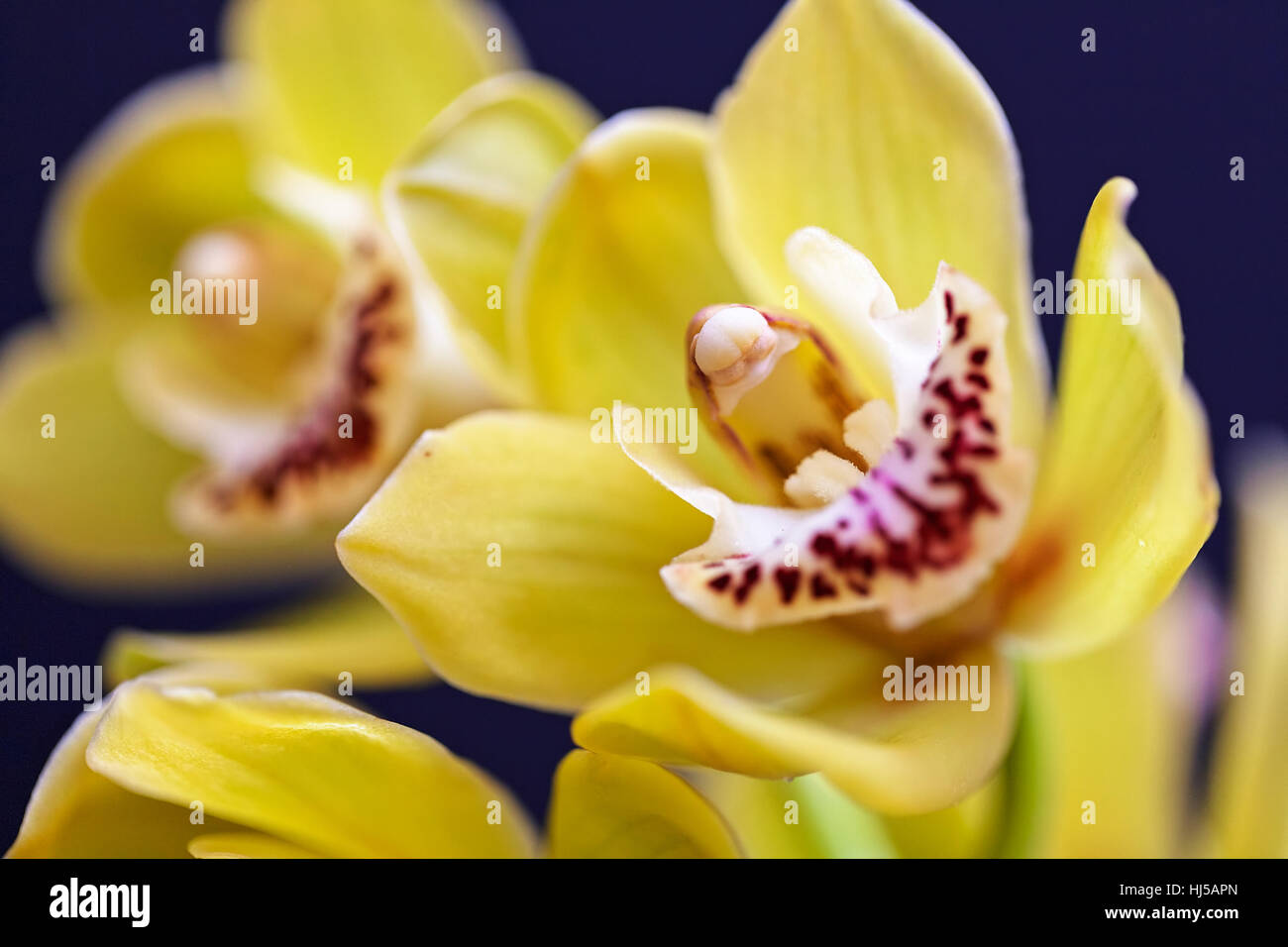 Orchid pale yellow in color with a red details, note shallow depth of ...