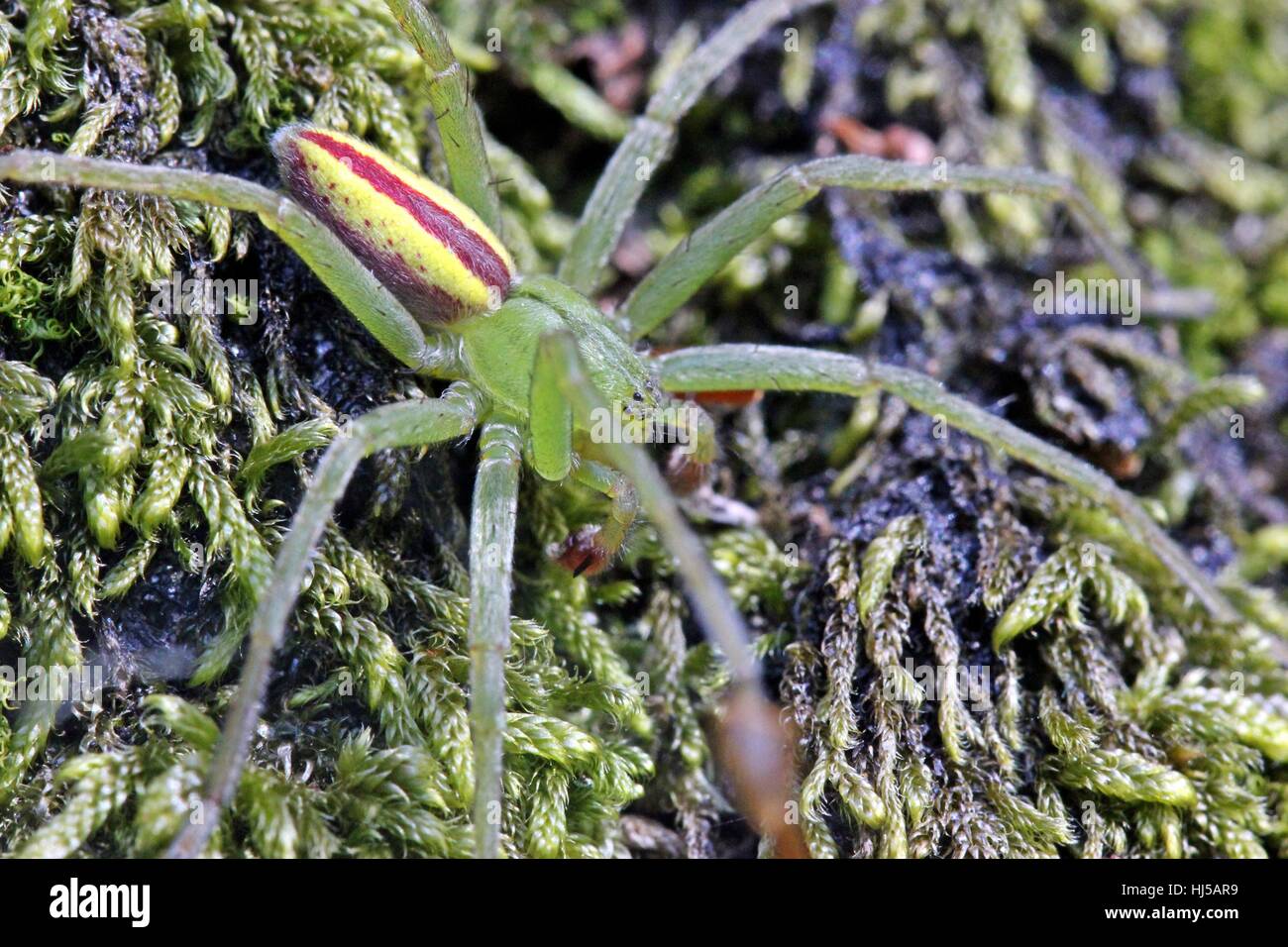 Yellow huntsman spider hi-res stock photography and images - Alamy