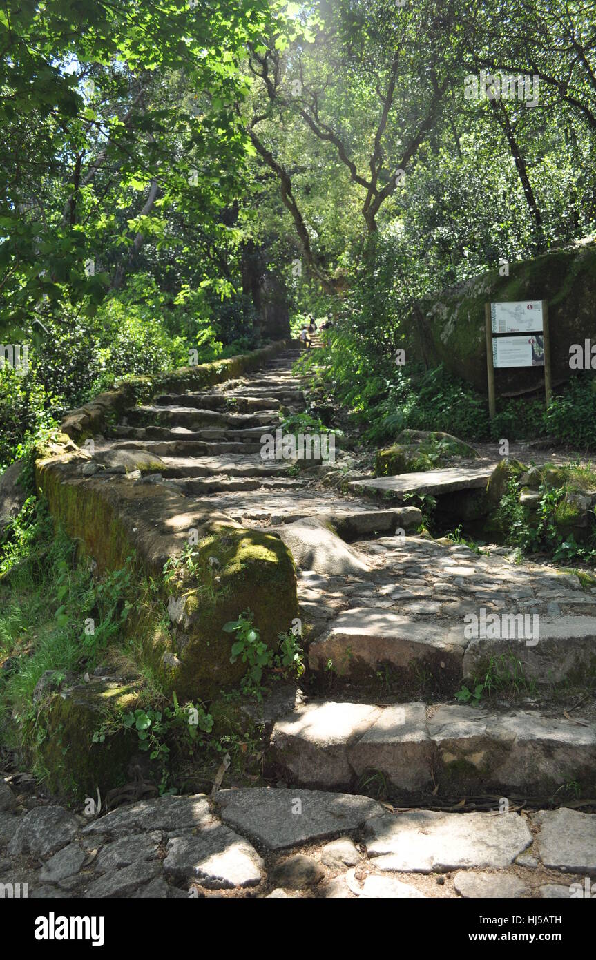 stairs, tree, trees, bloom, blossom, flourish, flourishing, deciduous ...