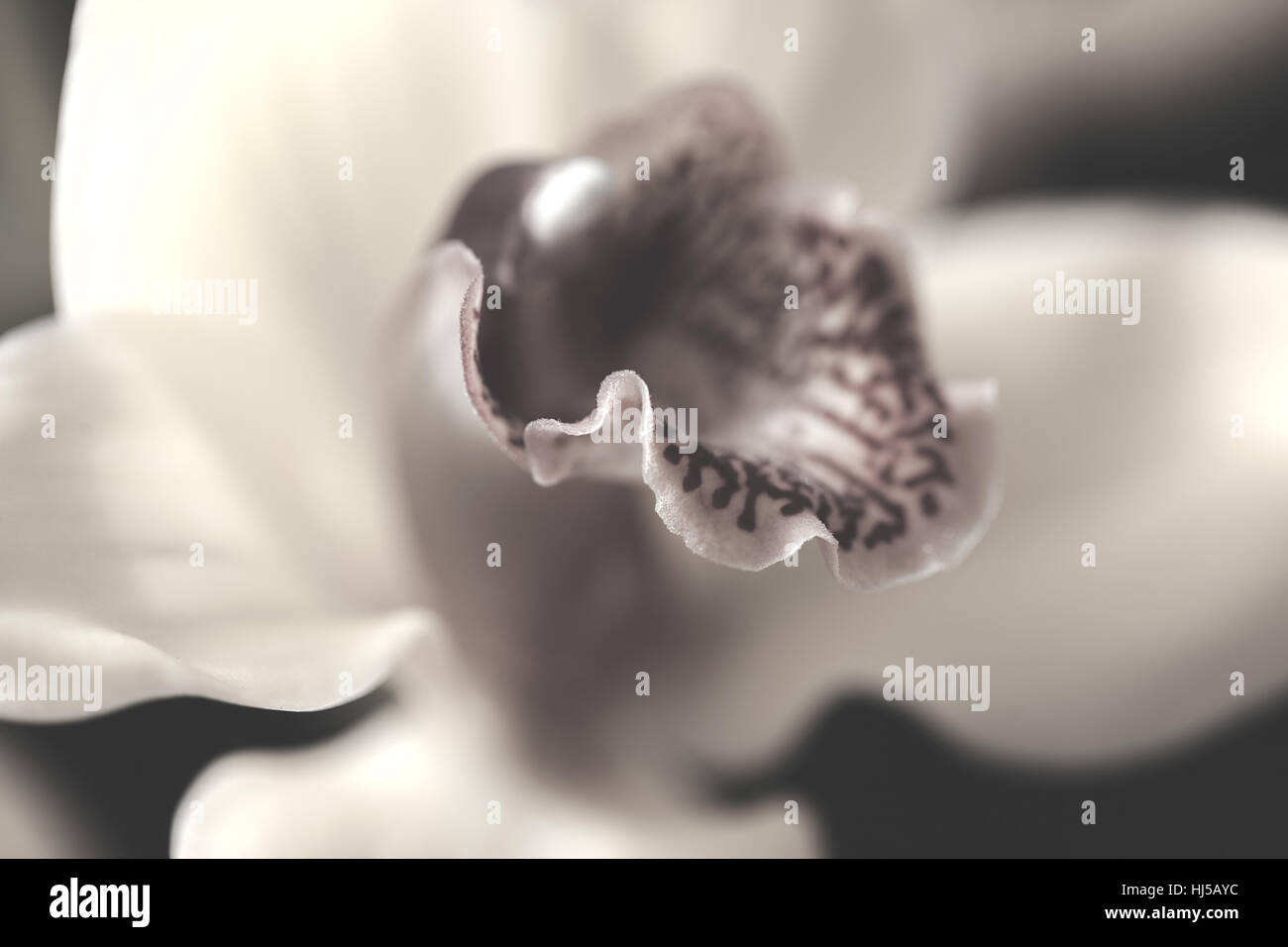 focus on the inside of the flower yellow orchids, note shallow depth of ...