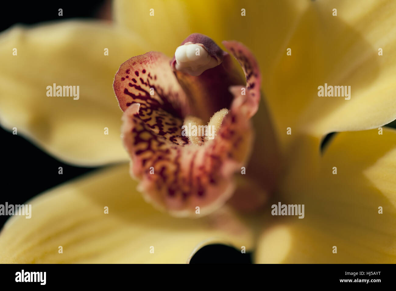 focus on the inside of the flower yellow orchids, note shallow depth of ...