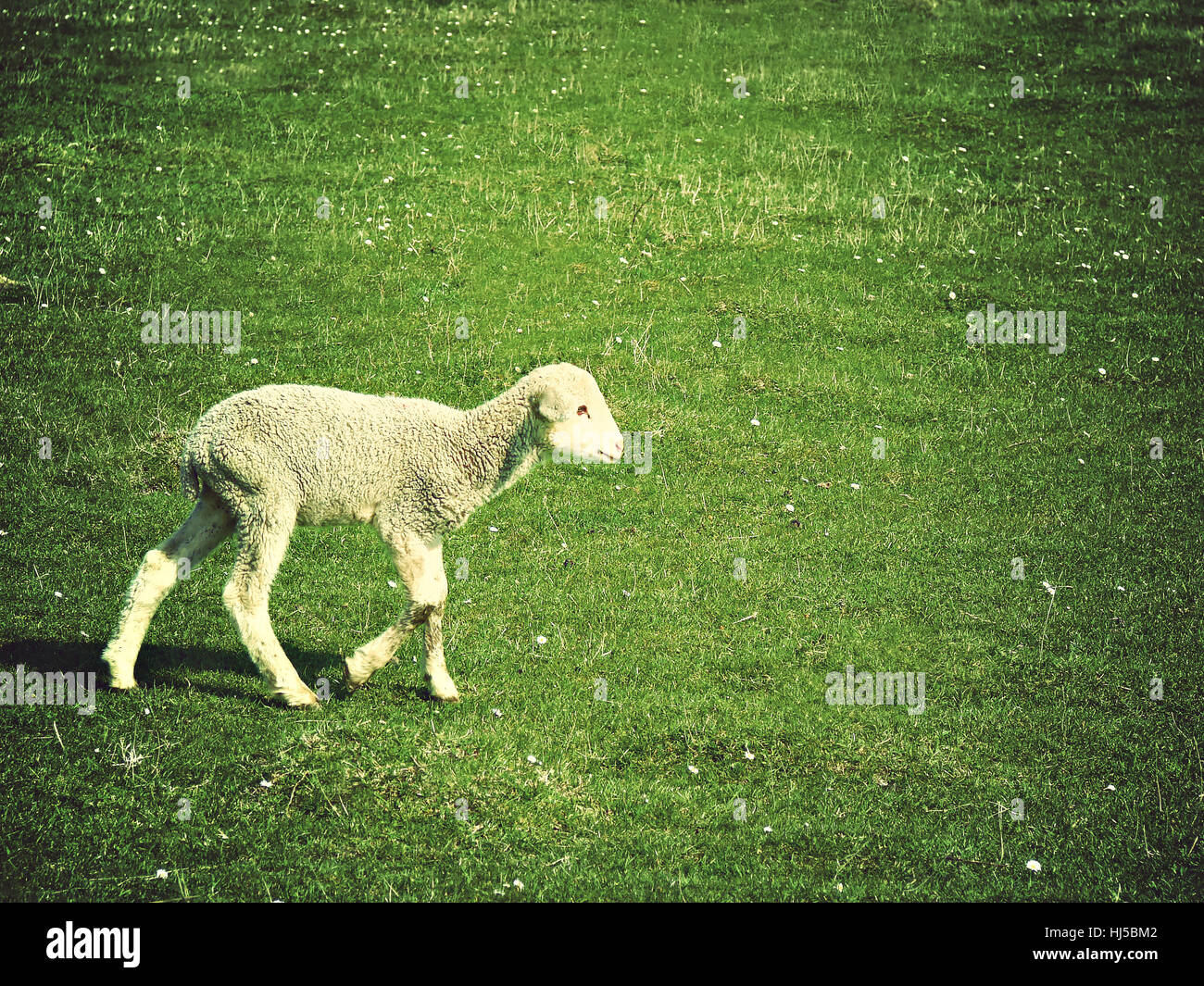 soft, wool, one, farm, cub, baby, ewe, maddening, pert, coquettish ...