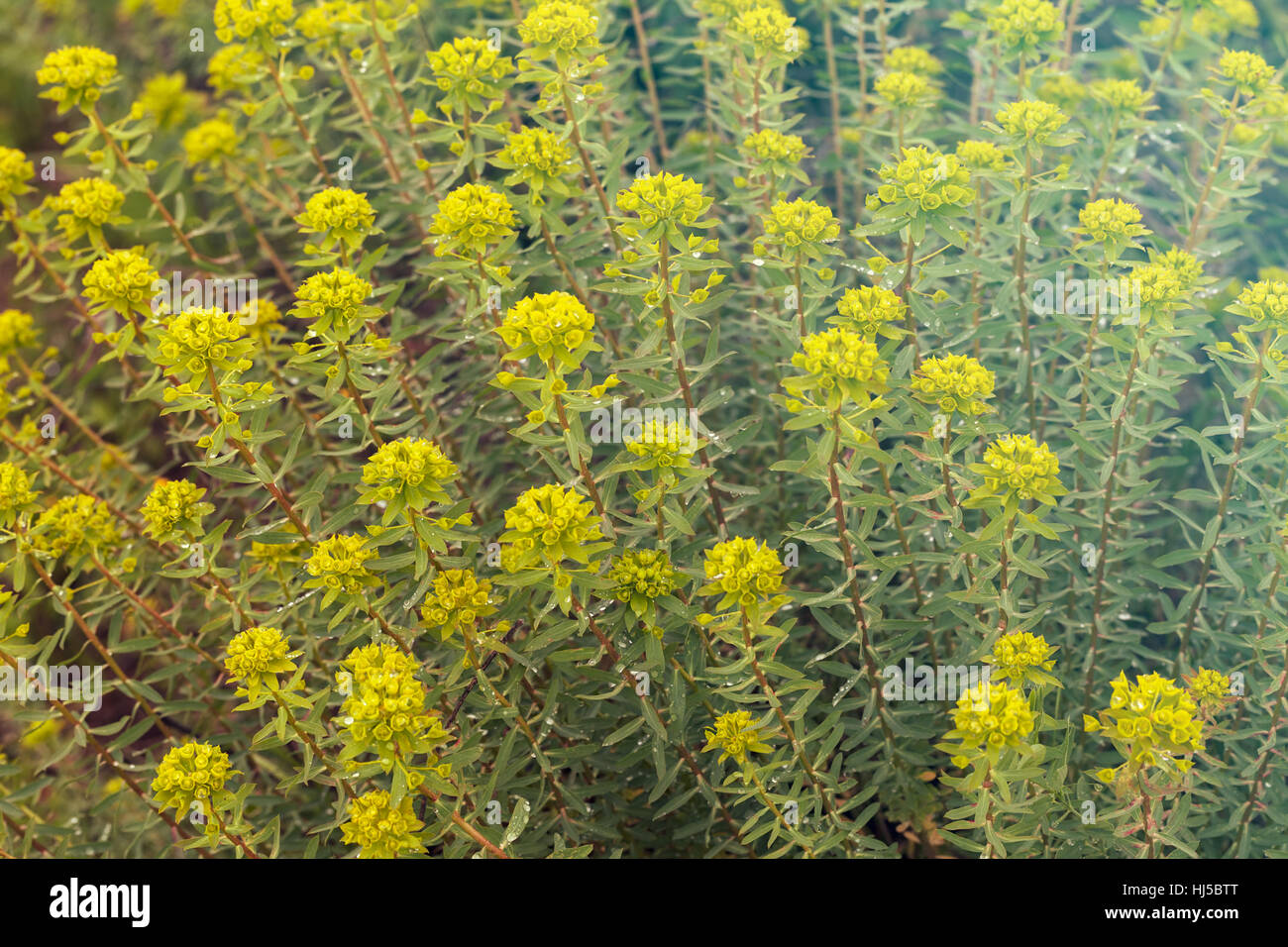 yellow spurges before bloom in nature, note shallow depth of field ...