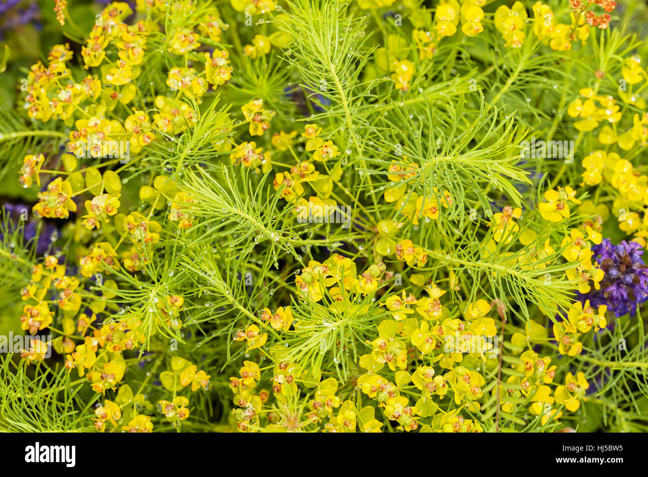 yellow Spurges in nature, note shallow depth of field Stock Photo - Alamy