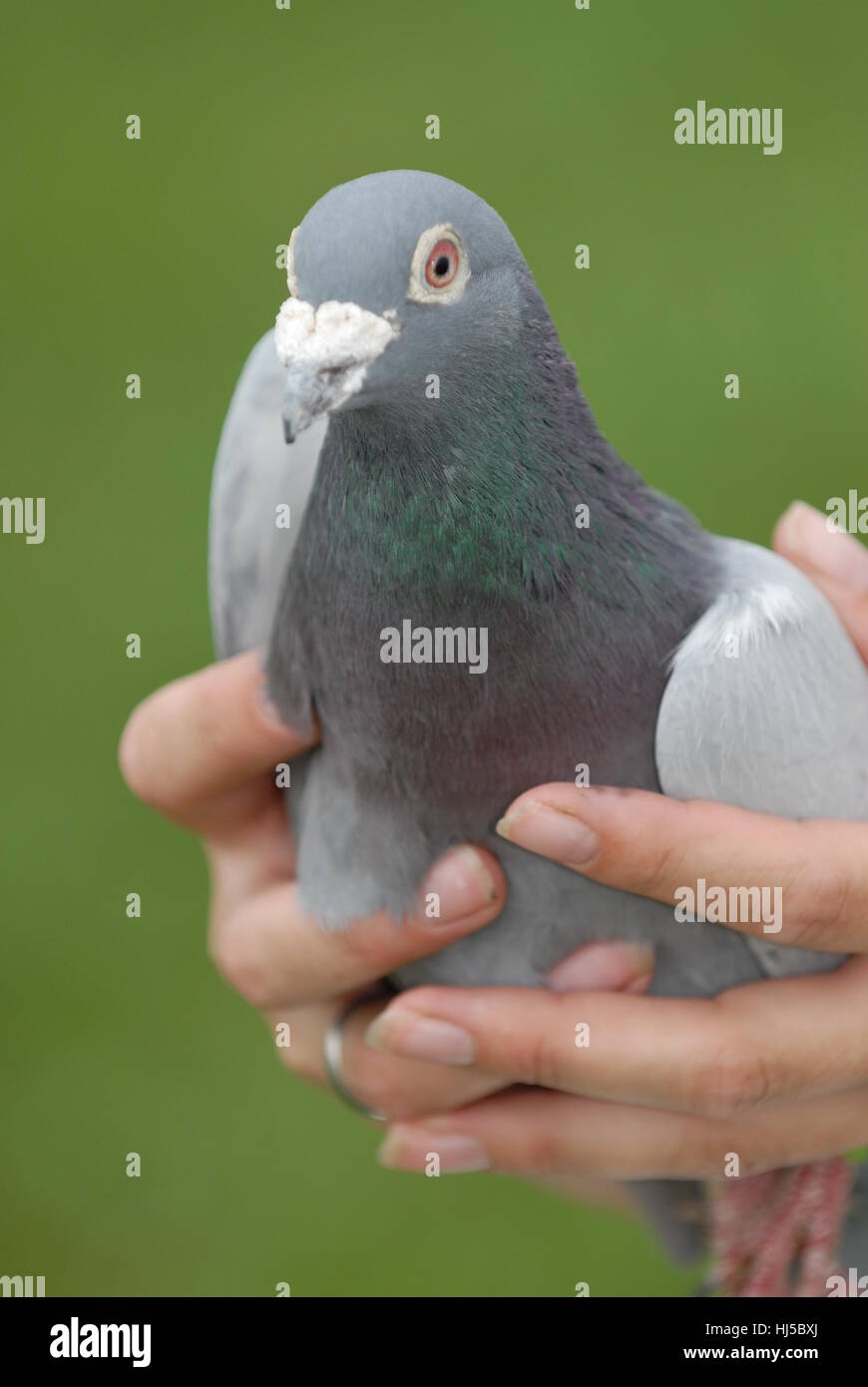 Tame pigeon hi-res stock photography and images - Alamy