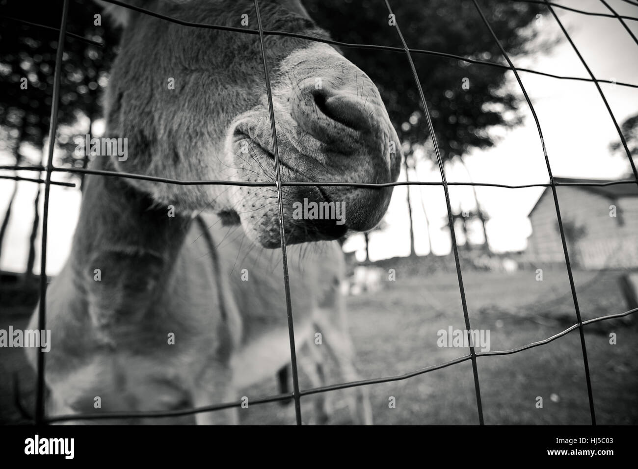 small gray donkey Stock Photo - Alamy