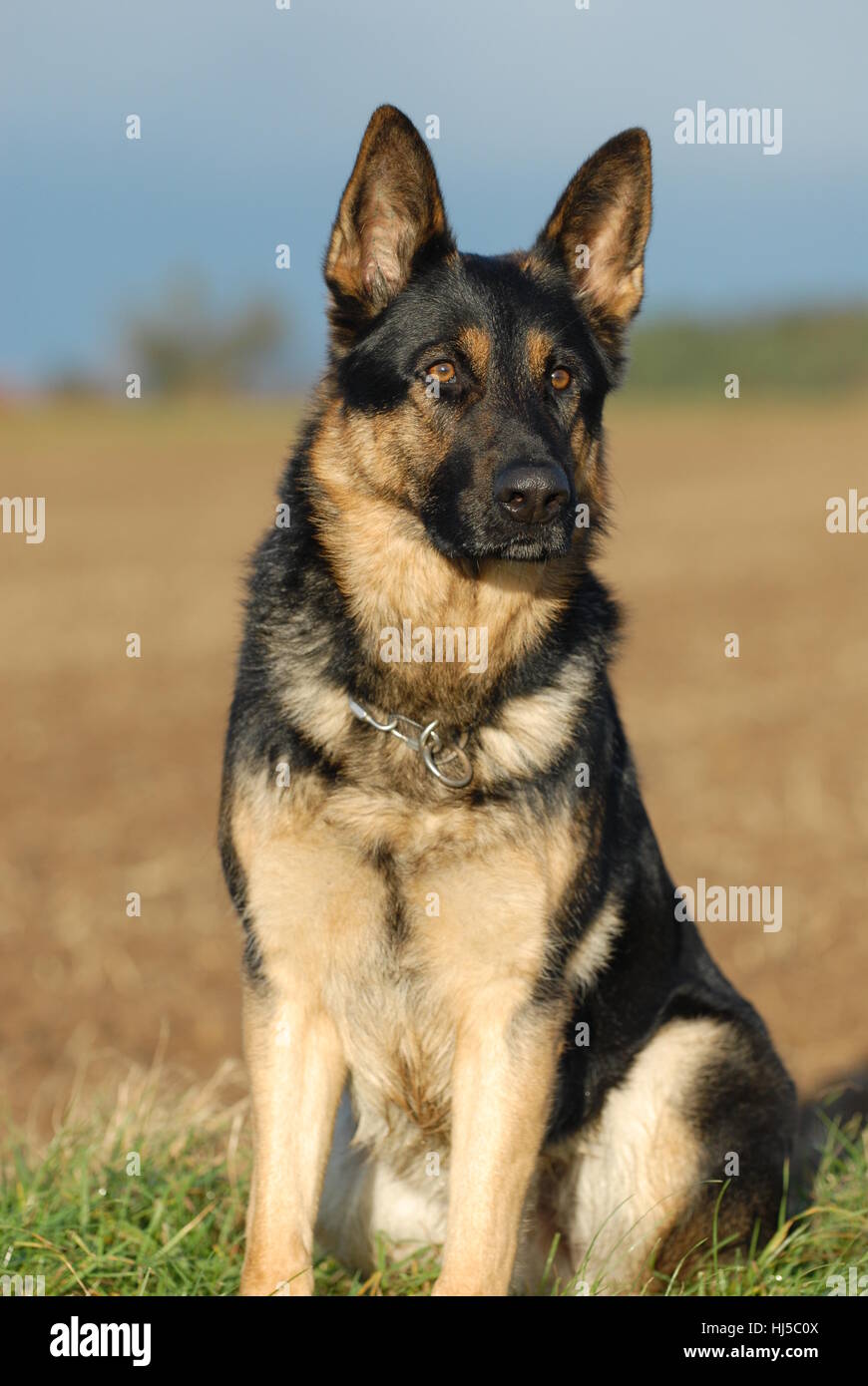 german shepherd dog Stock Photo - Alamy