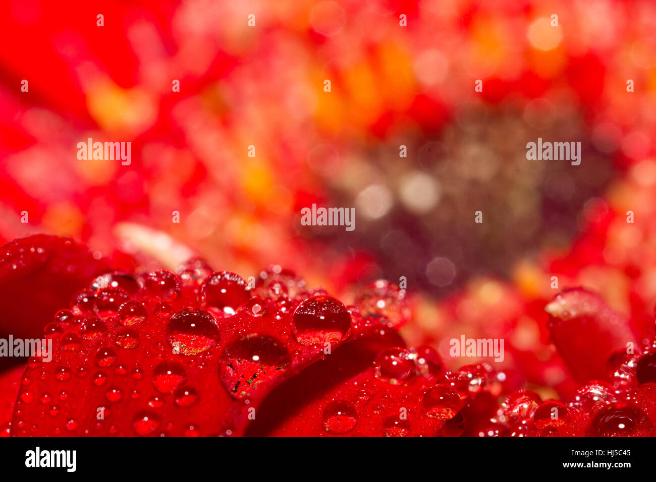 flowers bloom with water drops Stock Photo - Alamy