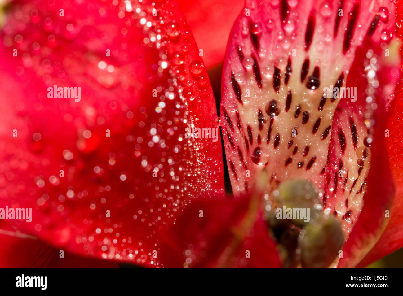 flowers bloom with water drops Stock Photo - Alamy