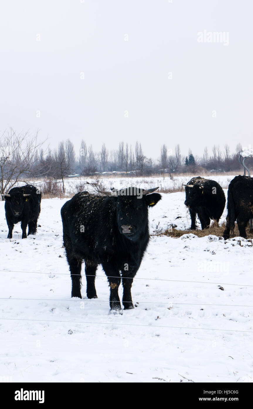 Welsh black and hi-res stock photography and images - Alamy
