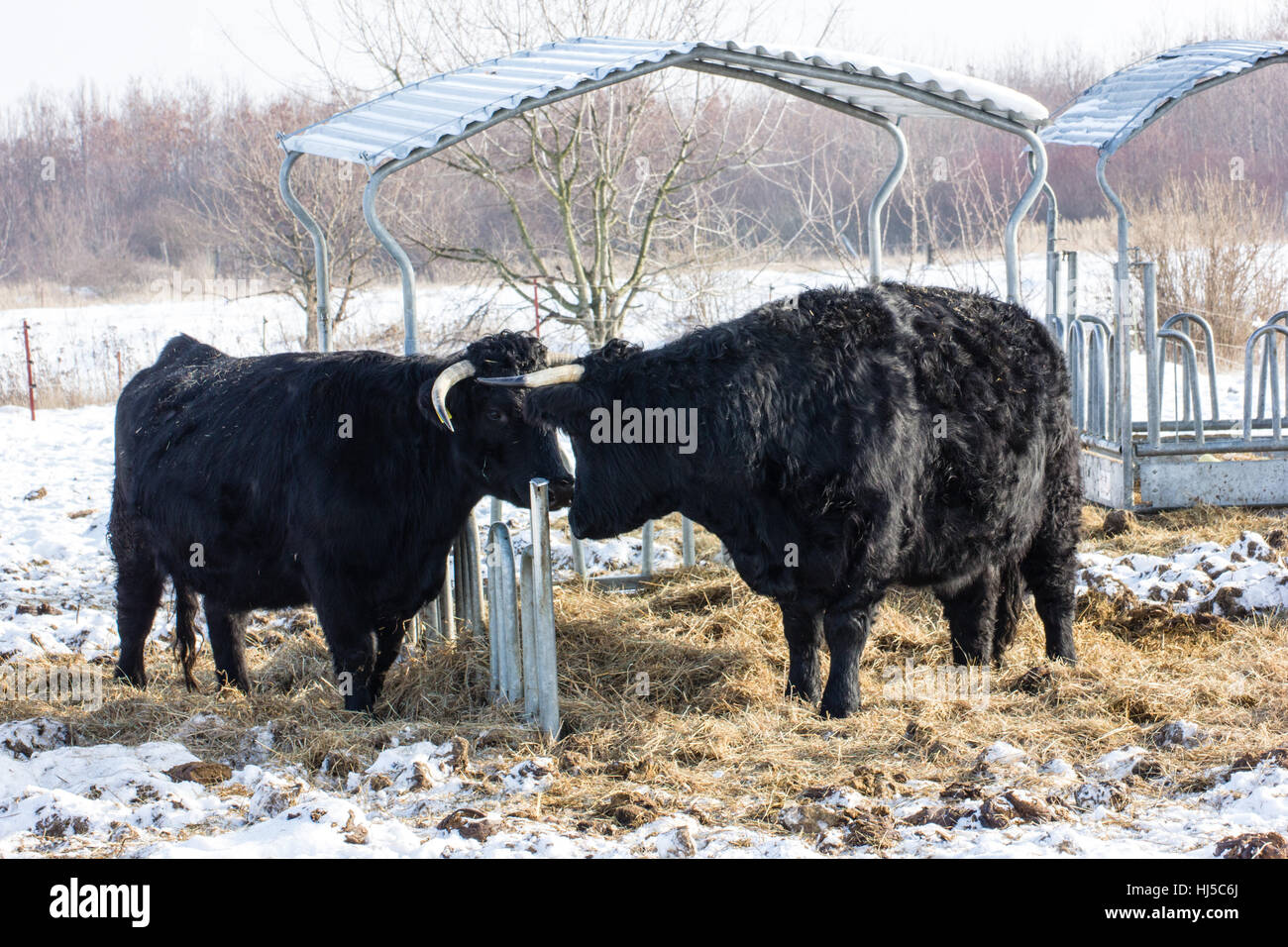 Welsh black and hi-res stock photography and images - Alamy