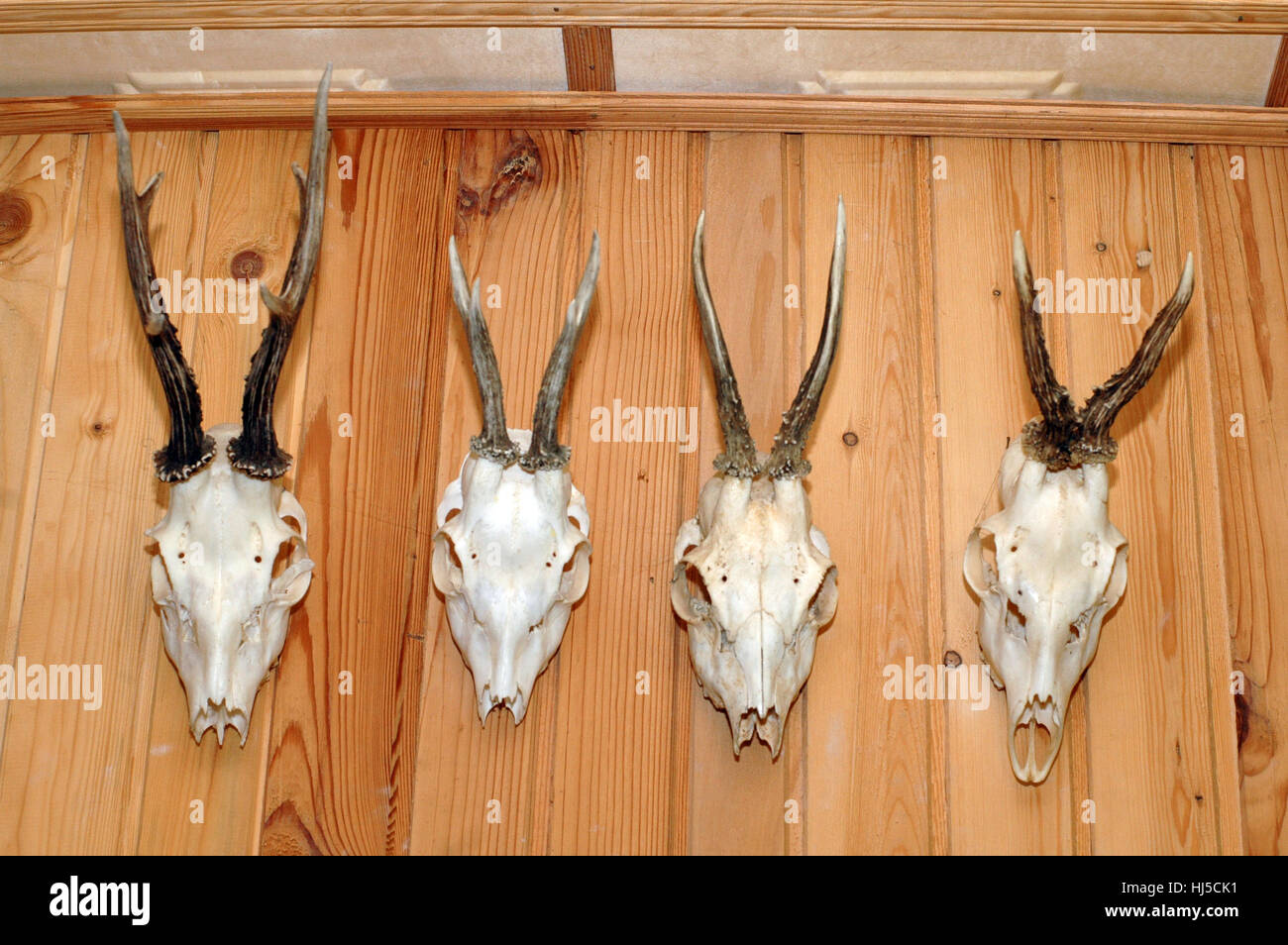 object, animal, hunter, hunt, deer, trophy, hunting, chase, animal ...