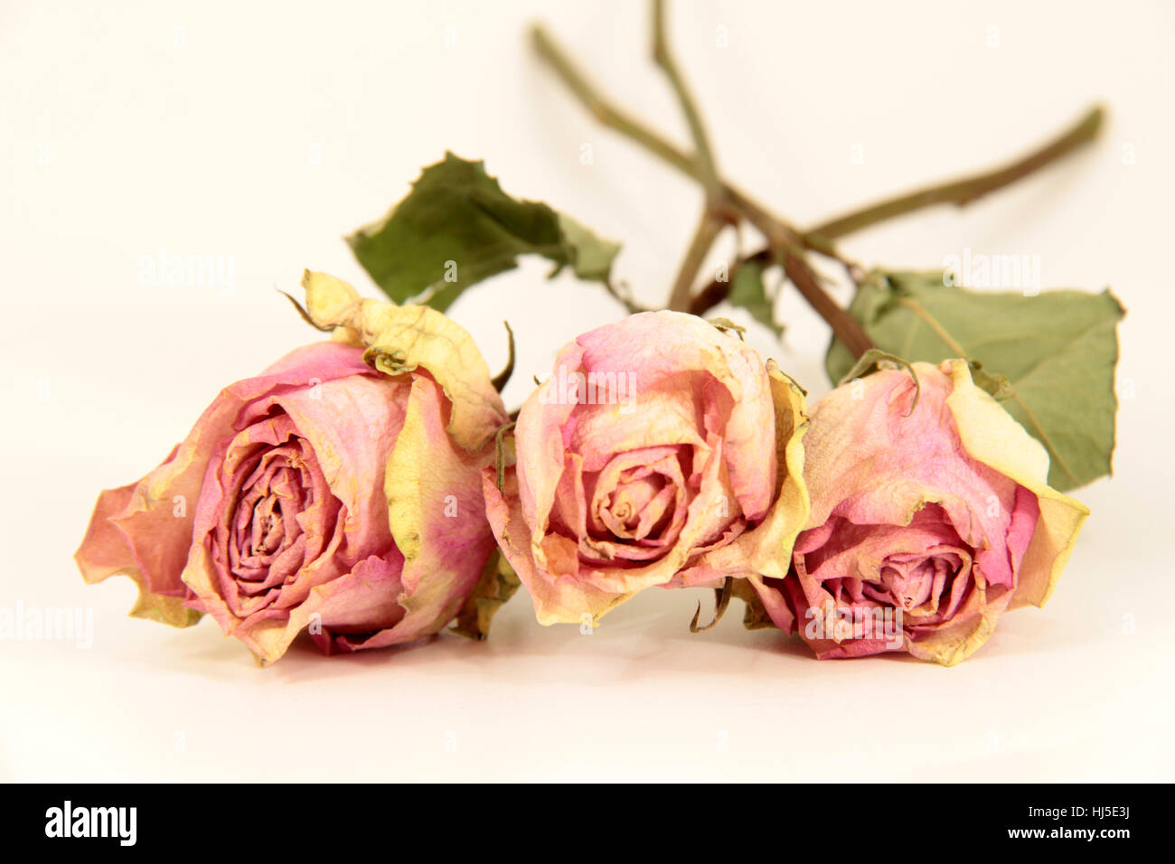 roses, still life, dried, transitoriness, roseate, apart, extra ...