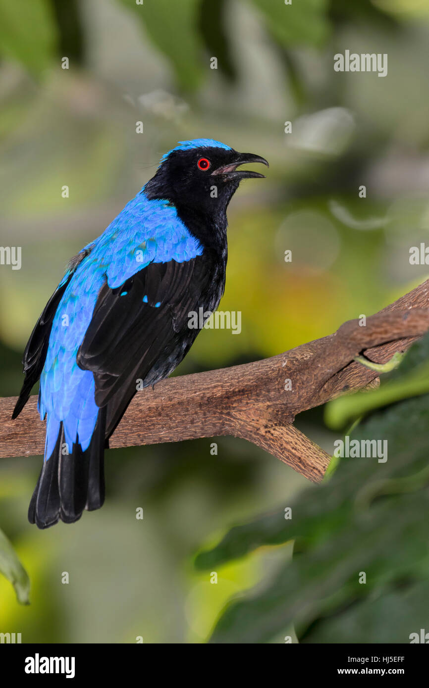 Asian fairy bluebird (Irena puella) singing, captive (native to ...