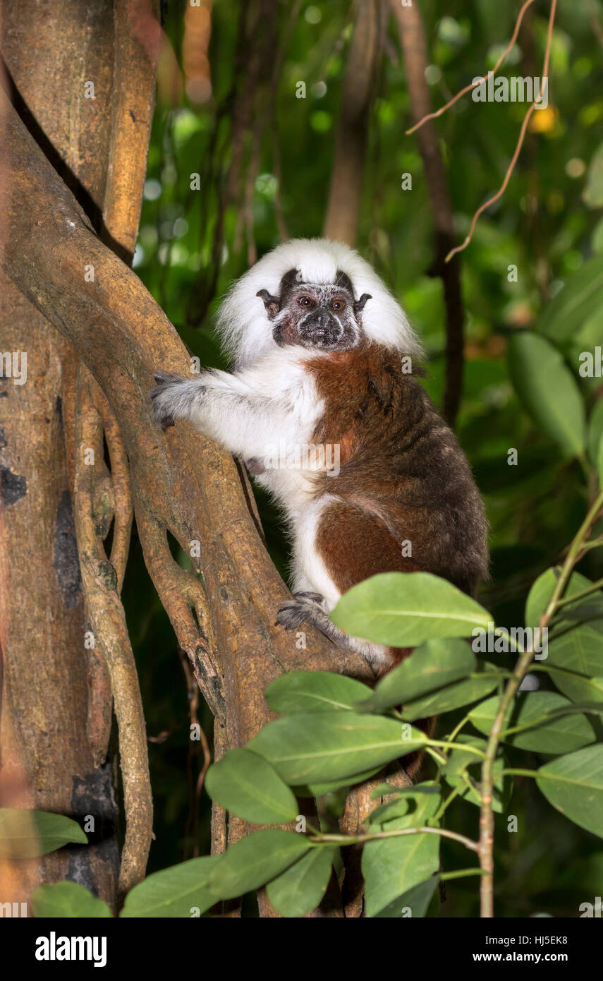 Cotton top tamarin monkey hi-res stock photography and images - Alamy