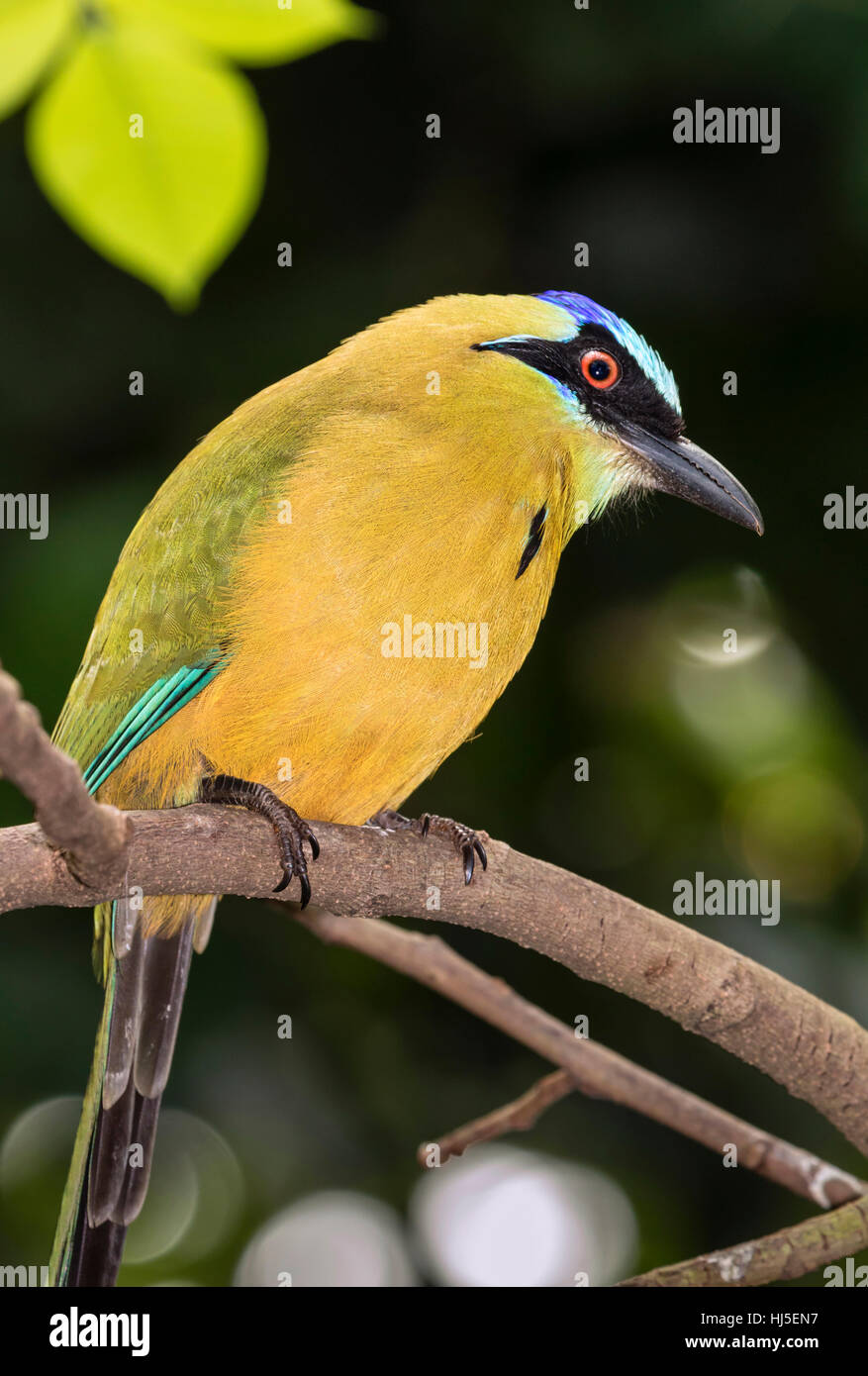 Blue-Crowned Motmot (Momotus momota) portrait, captive (native to ...