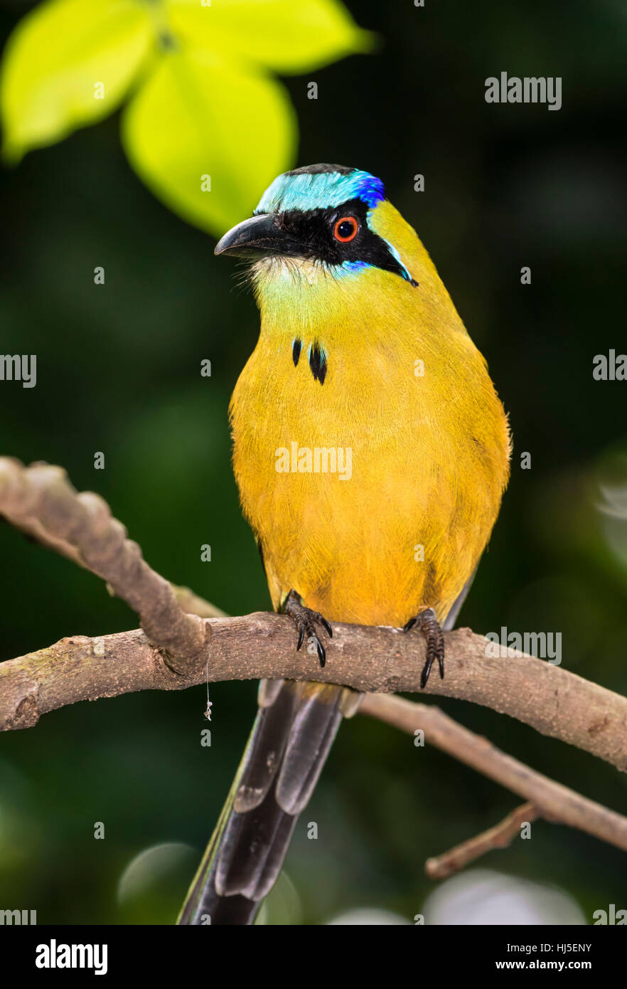 Blue-Crowned Motmot (Momotus momota) portrait, captive (native to ...