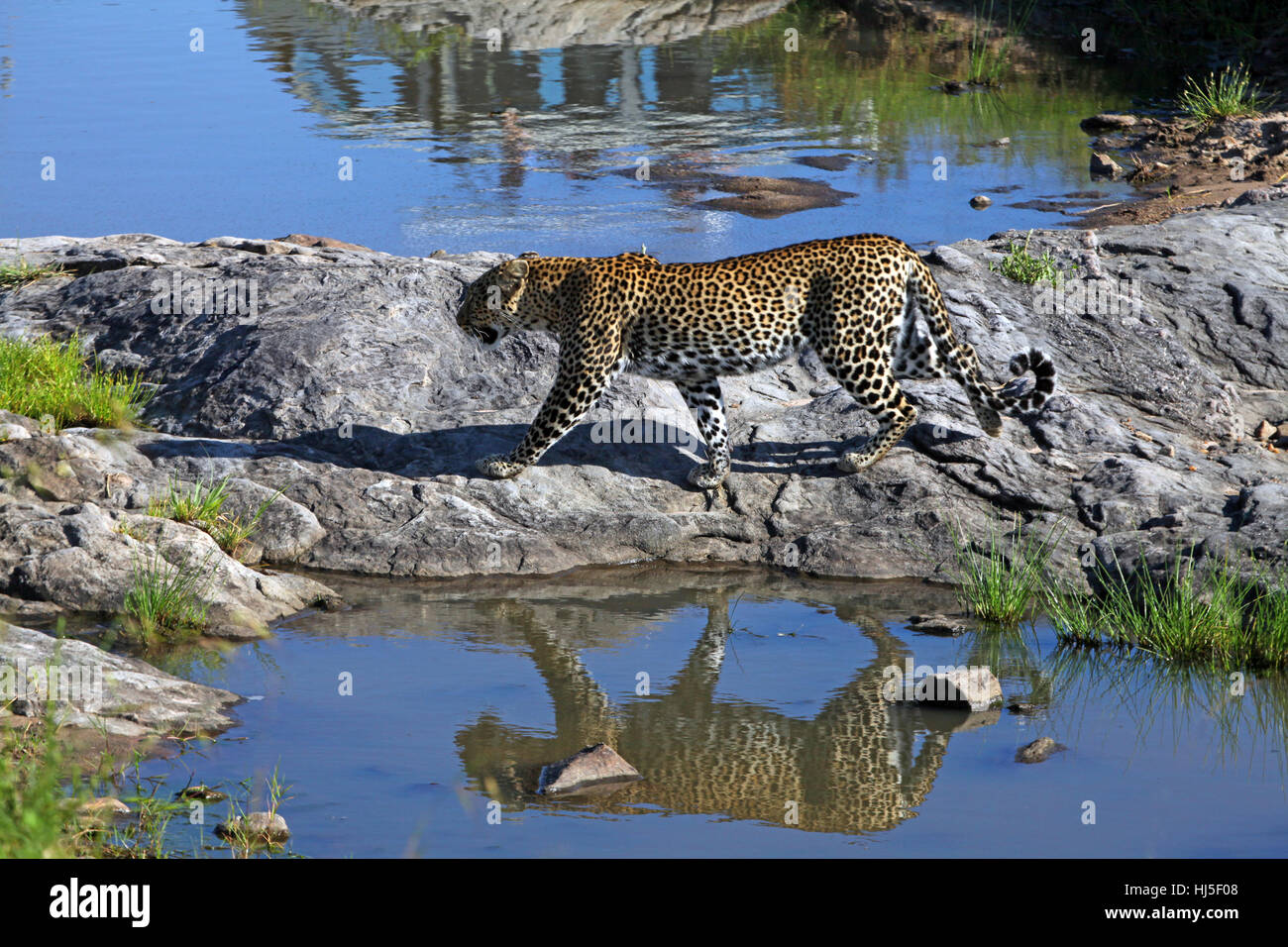 kenya, mirroring, predator, safari, cat, big cat, feline predator ...