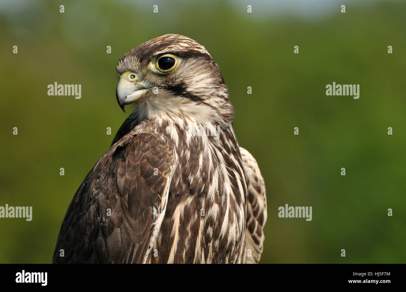 falcon, raptor, bird, birds, eyes, falcon, raptor, feathers, beak ...