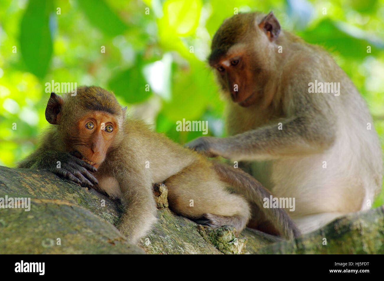 female, animal, face, sad, monkey, indonesia, small, tiny, little ...