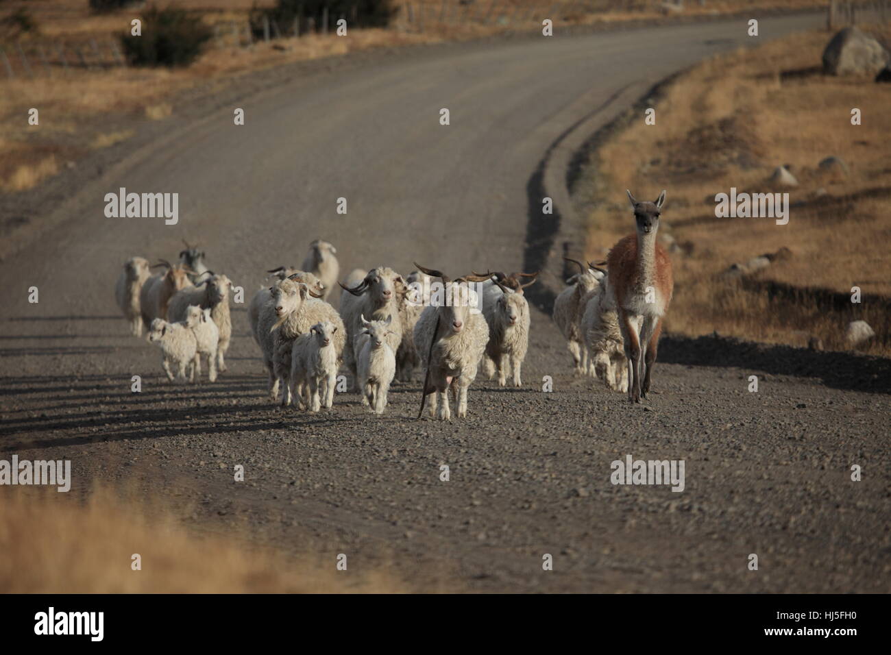 goat, goats, sheep, chile, herd, south america, flock of sheep, sheep ...